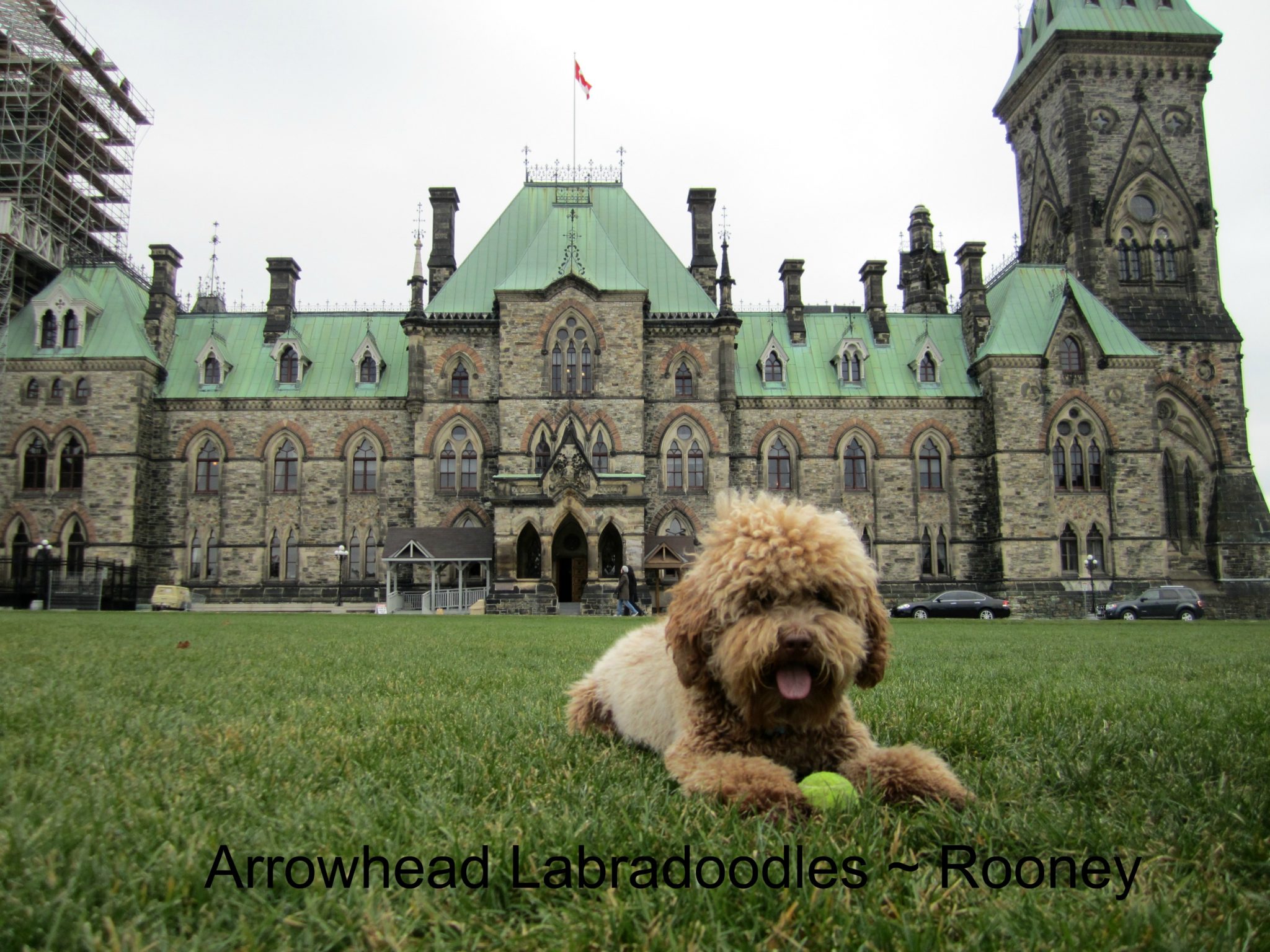 Testimonials Archive - Arrowhead Labradoodles