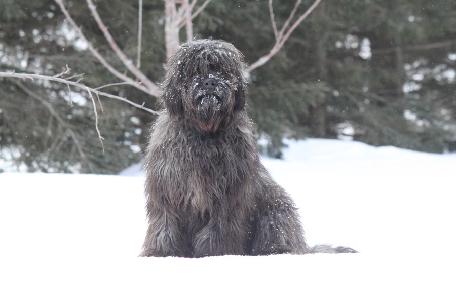 Dogs - Labradoodles & MDBA Registered Australian Cobberdogs | Arrowhead ...
