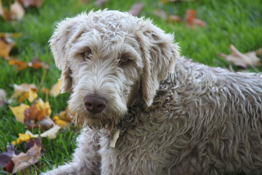 Dogs - Labradoodles & MDBA Registered Australian Cobberdogs | Arrowhead ...