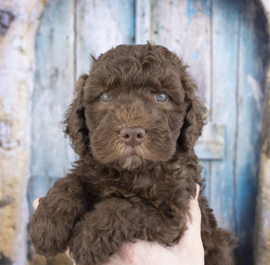 Australian Labradoodle & Cobberdog Puppies for Sale | Arrowhead ...
