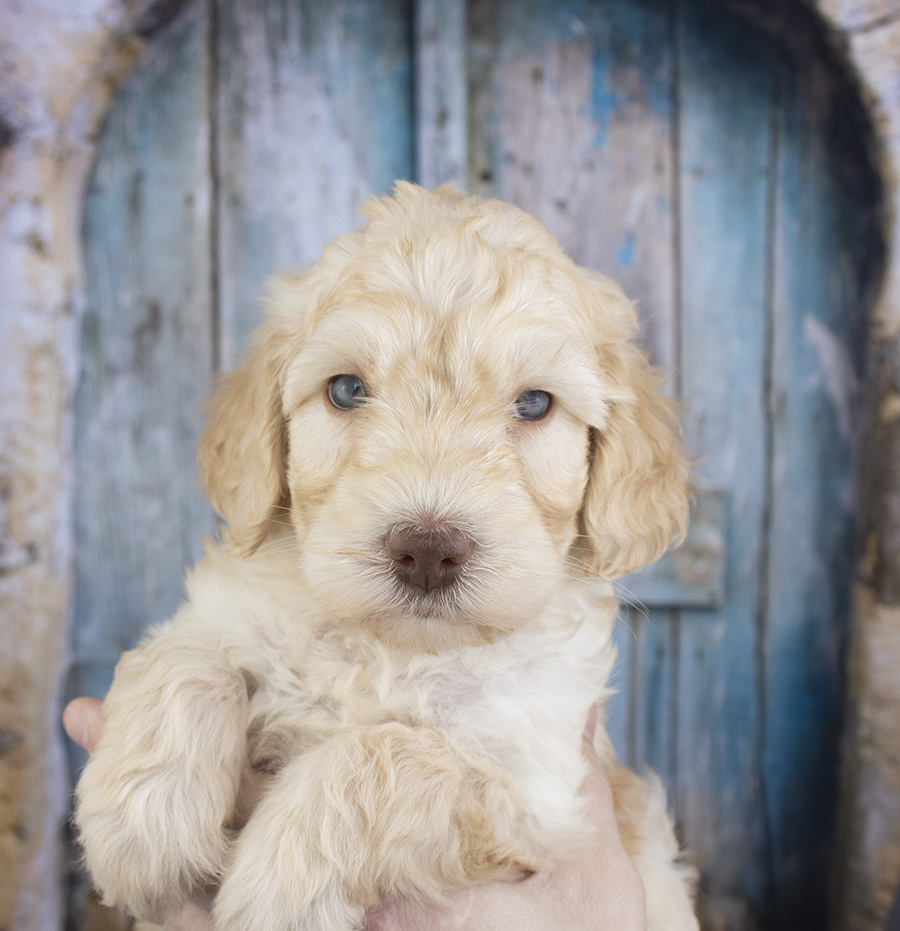 Australian Labradoodle & Cobberdog Puppies for Sale | Arrowhead ...