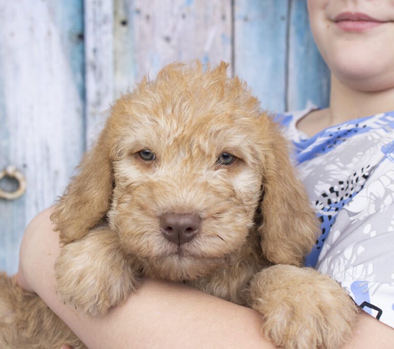 Australian Labradoodle & Cobberdog Puppies for Sale | Arrowhead ...