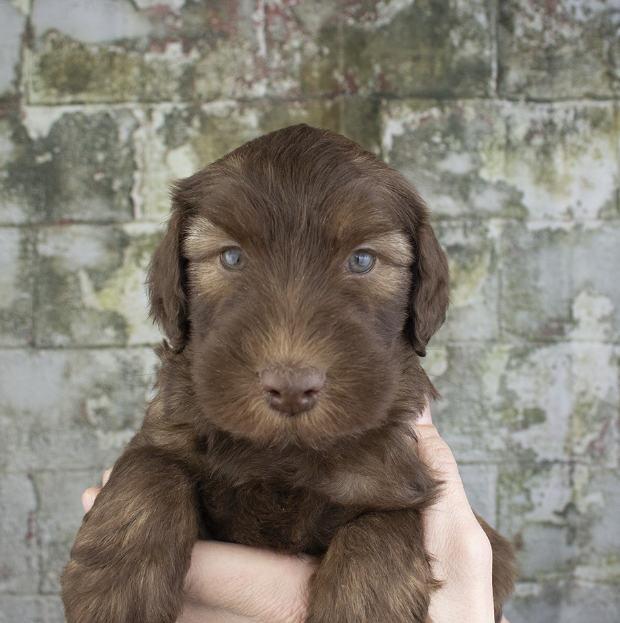 Australian Labradoodle & Cobberdog Puppies for Sale | Arrowhead ...