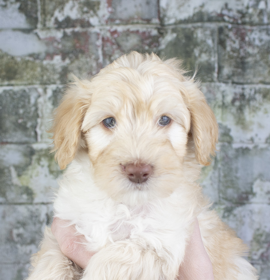 Australian Labradoodle & Cobberdog Puppies for Sale | Arrowhead ...