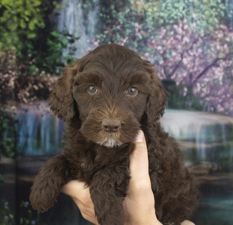 Australian Labradoodle & Cobberdog Puppies for Sale | Arrowhead ...