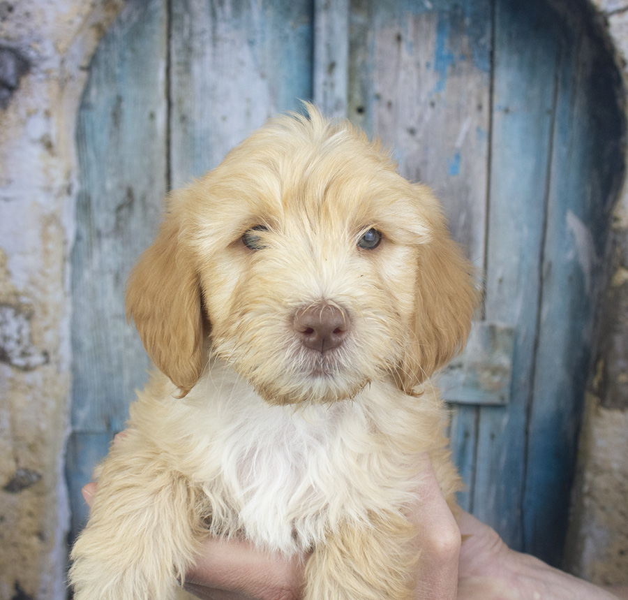 Australian Labradoodle & Cobberdog Puppies for Sale | Arrowhead ...