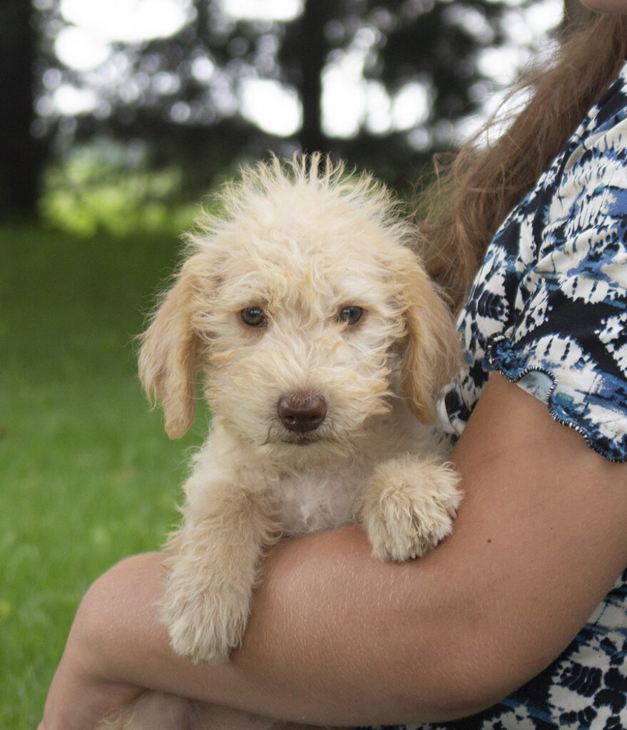 Australian Labradoodle & Cobberdog Breeders in Ontario Canada at ...