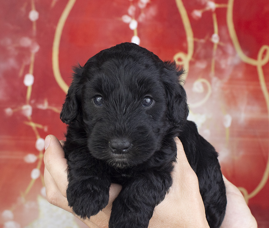 Australian Labradoodle & Cobberdog Puppies for Sale | Arrowhead ...
