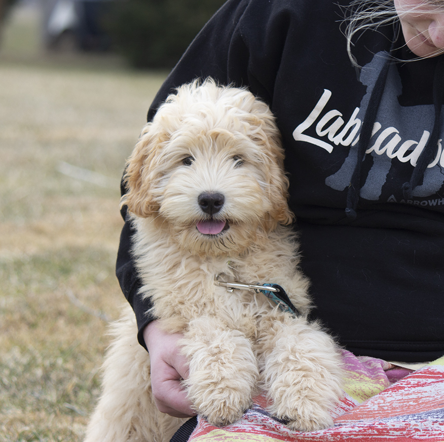 Female Archives - Arrowhead Labradoodles