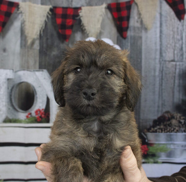 Australian Labradoodle & Cobberdog Breeders in Ontario Canada at ...