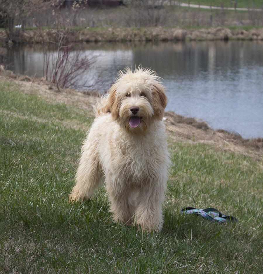 Dogs - Labradoodles & MDBA Registered Australian Cobberdogs | Arrowhead ...