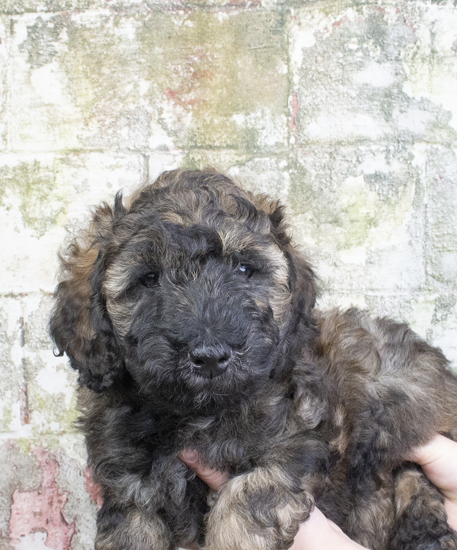 Australian Labradoodle & Cobberdog Breeders in Ontario Canada at ...