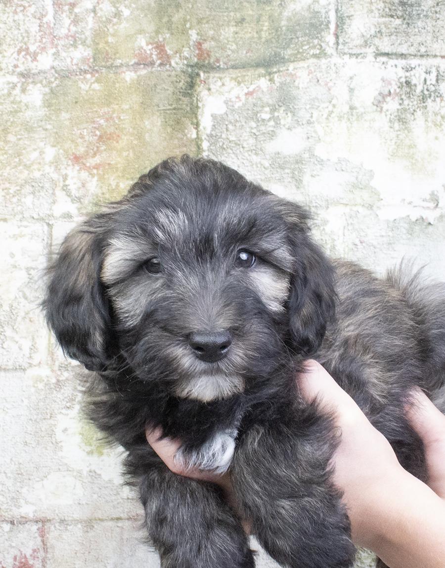 Australian Labradoodle & Cobberdog Breeders in Ontario Canada at ...